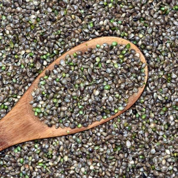 Cannabis Seeds 101: How to Find and Grow the Best Seeds | Growing ...