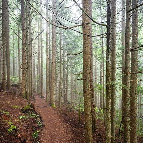 How Many States Have Recreational Weed? | Legalization - Where's Weed Blog