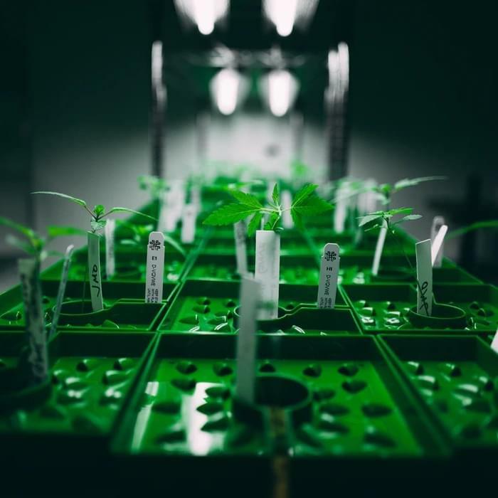 How to Clone Cannabis | Medical Marijuana - Where's Weed Blog