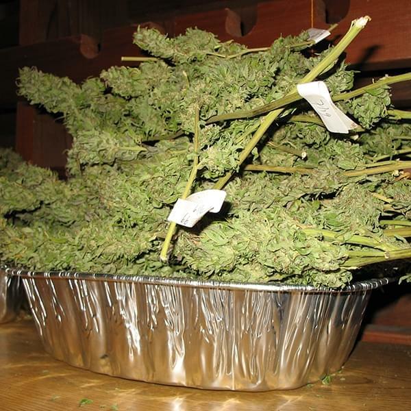 How to Dry & Cure Cannabis | Growing - Where's Weed Blog