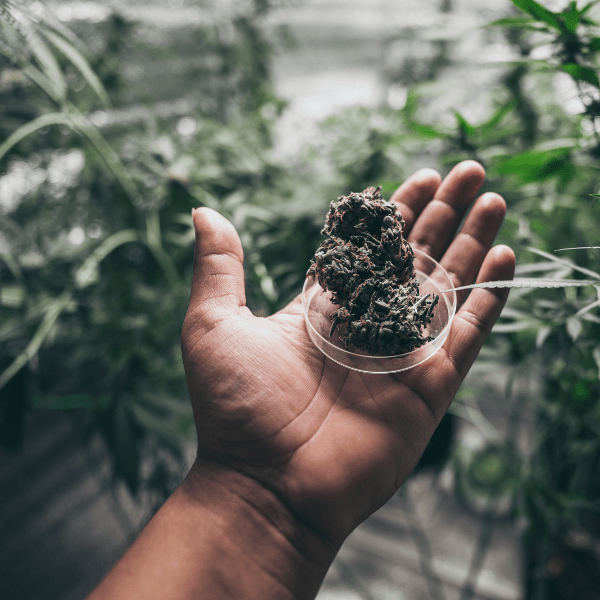 Is Mexico the Next Country to Legalize Marijuana? | News - Where's Weed ...