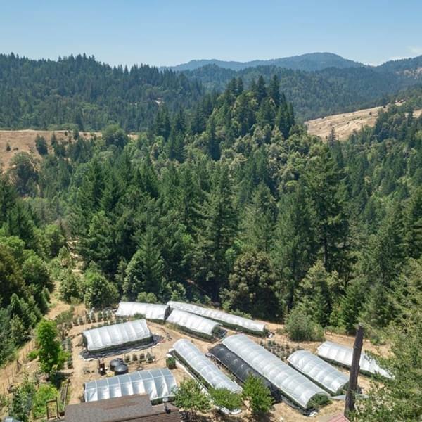 The Emerald Triangle: Weed Capital of California | Growing - Where's ...