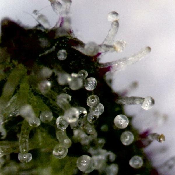 What Are Trichomes and What Do They Do? | Education - Where's Weed Blog
