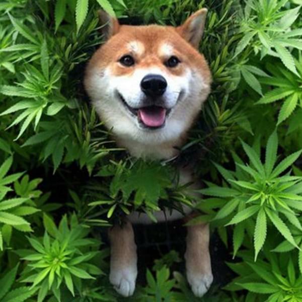What To Do When Your Dog Eats Weed | News - Where's Weed Blog