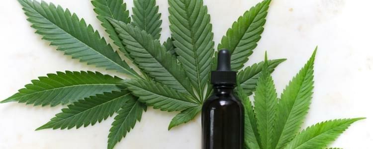 Indica or Sativa? How to Choose the Right Type of Cannabis | Education ...