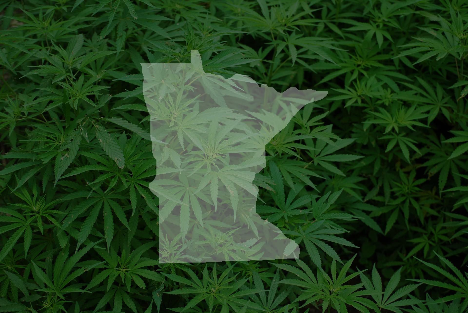 Minnesota Introduces Bill for Marijuana Legalization | Legalization ...