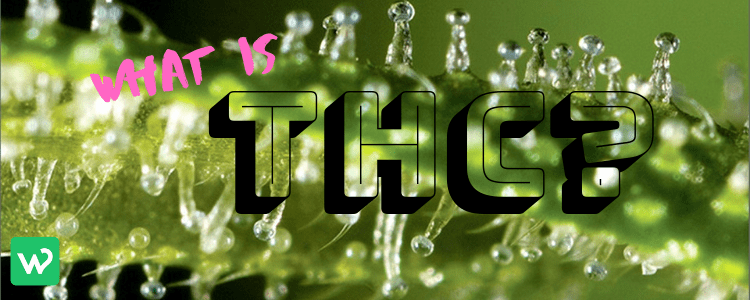 What is THC? | Education - Where's Weed Blog
