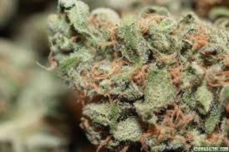 Black Russian Strain Information & Reviews | Where's Weed