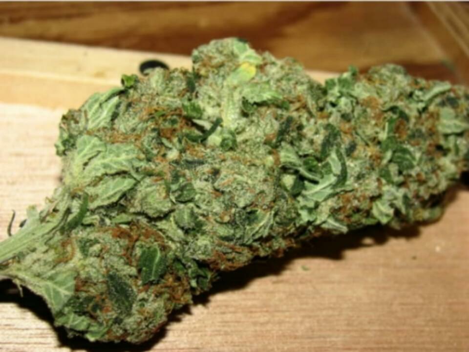 Jack Frost Strain Information & Reviews | Where's Weed Jack Frost Strain Information & Reviews | Where's Weed