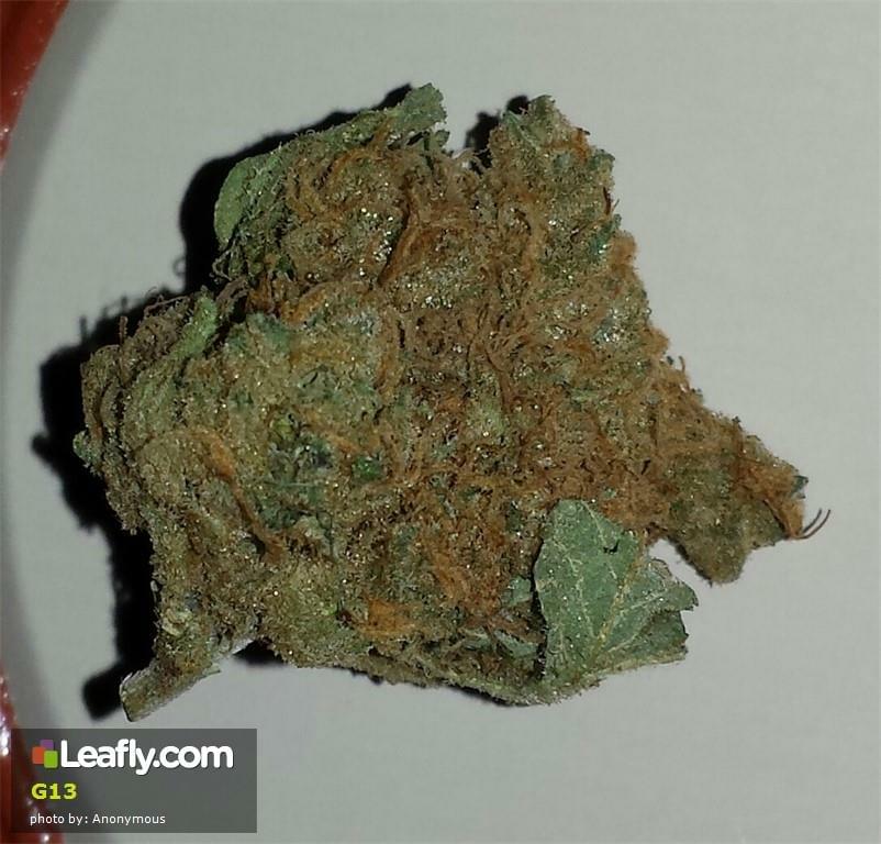 G-13 Strain Information & Reviews | Where's Weed