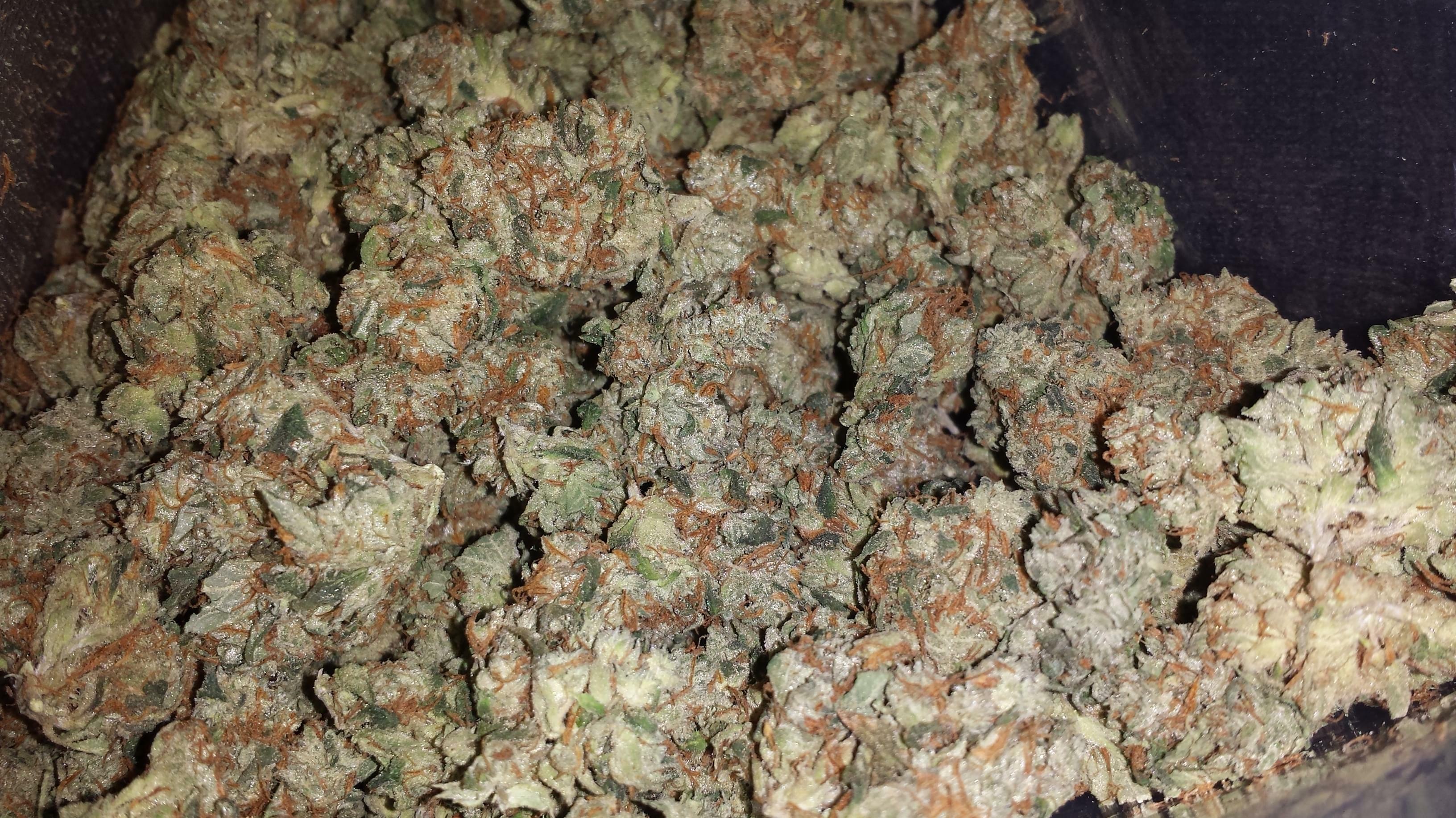 Kosher Kush Strain Information & Reviews | Where's Weed