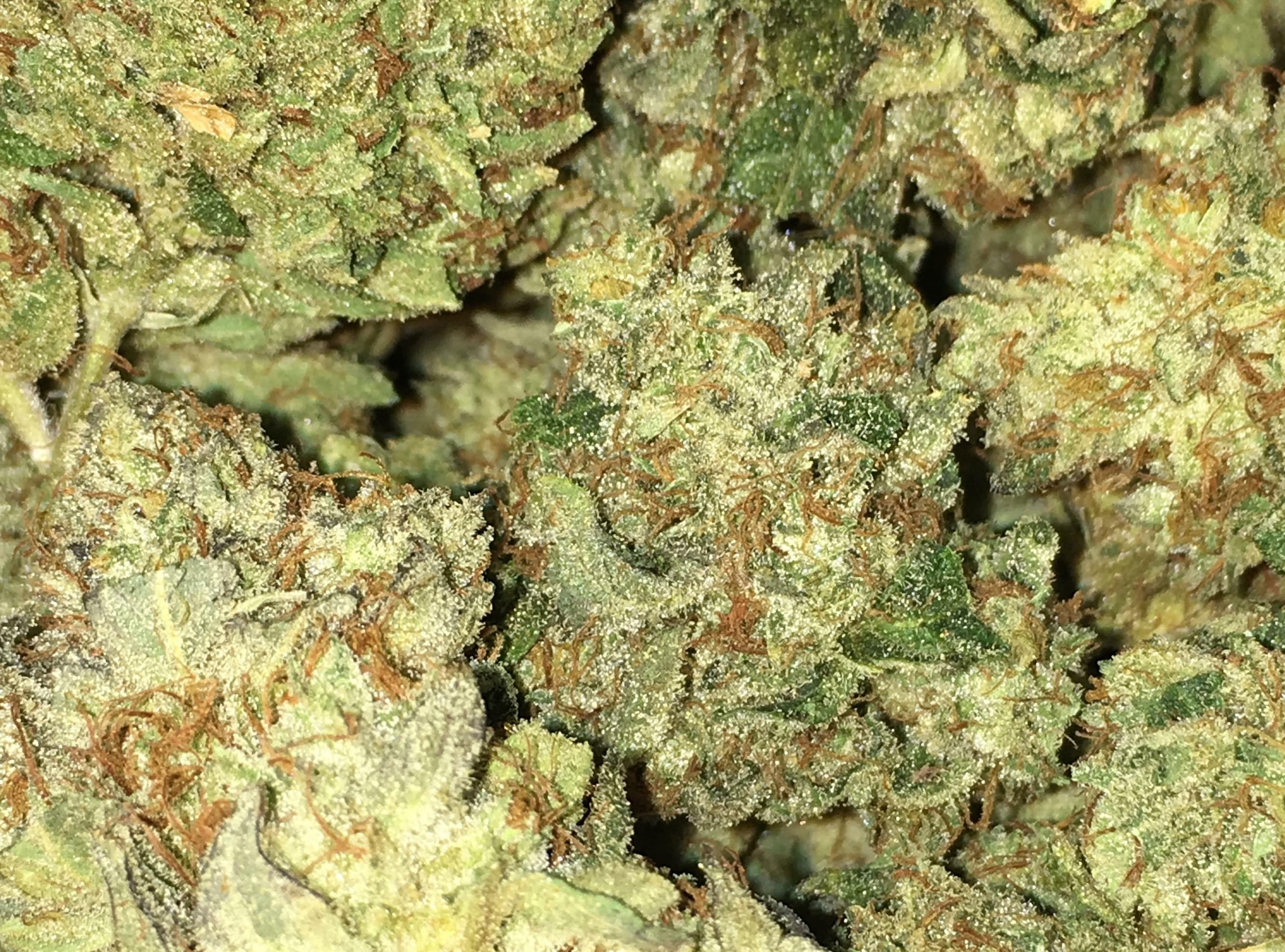 Pre 98 Bubba Kush Strain Information & Reviews | Where's Weed