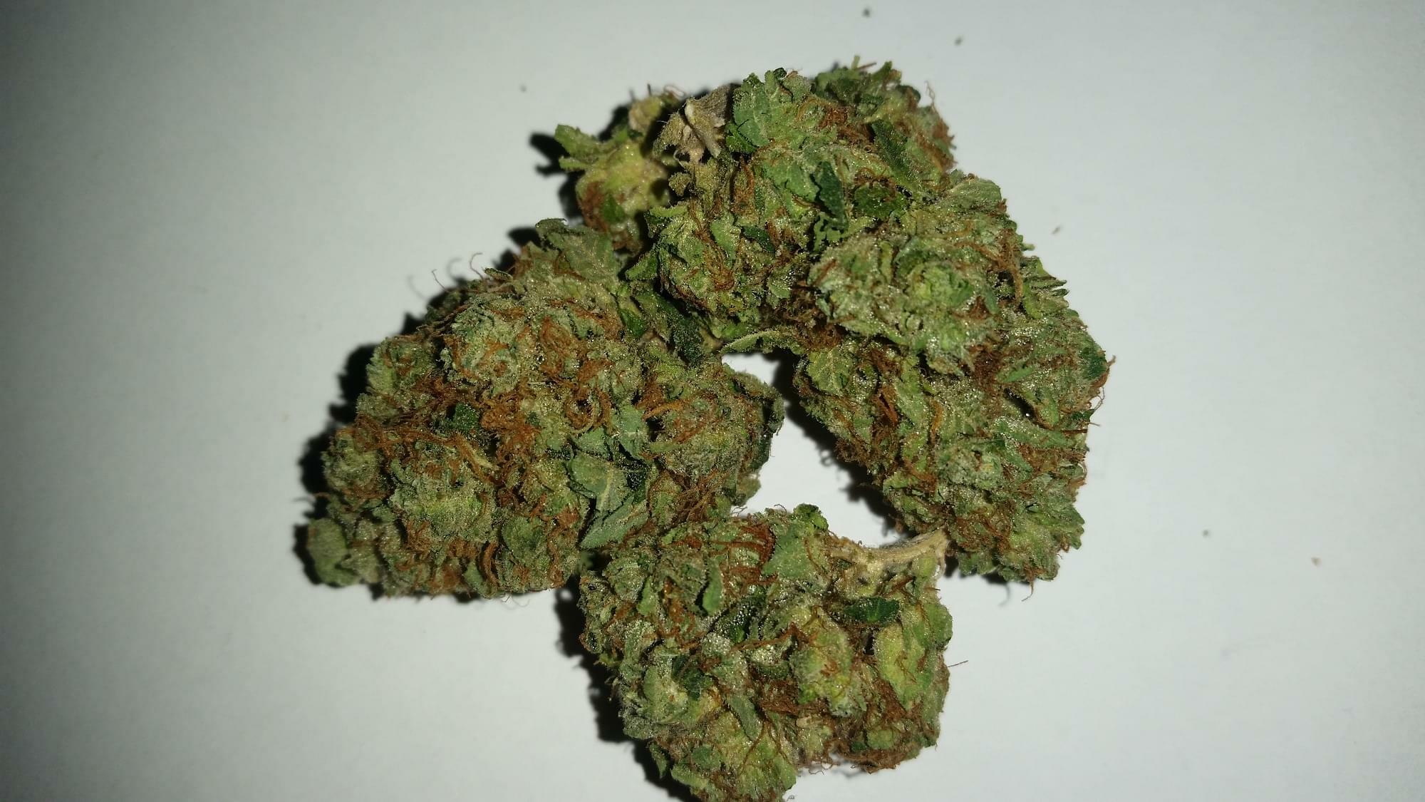 White Russian Strain Information & Reviews | Where's Weed