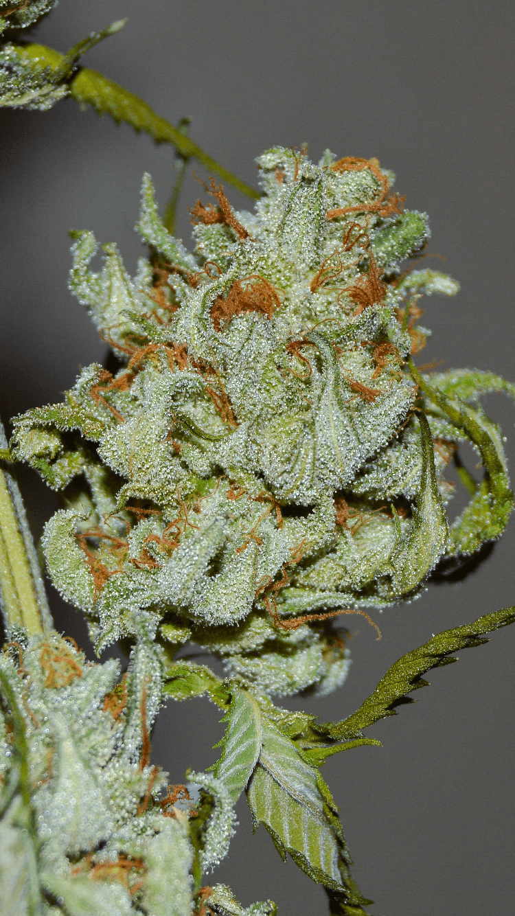 Chernobyl Strain Information & Reviews | Where's Weed