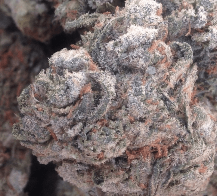 Kosher Kush Strain Information & Reviews | Where's Weed